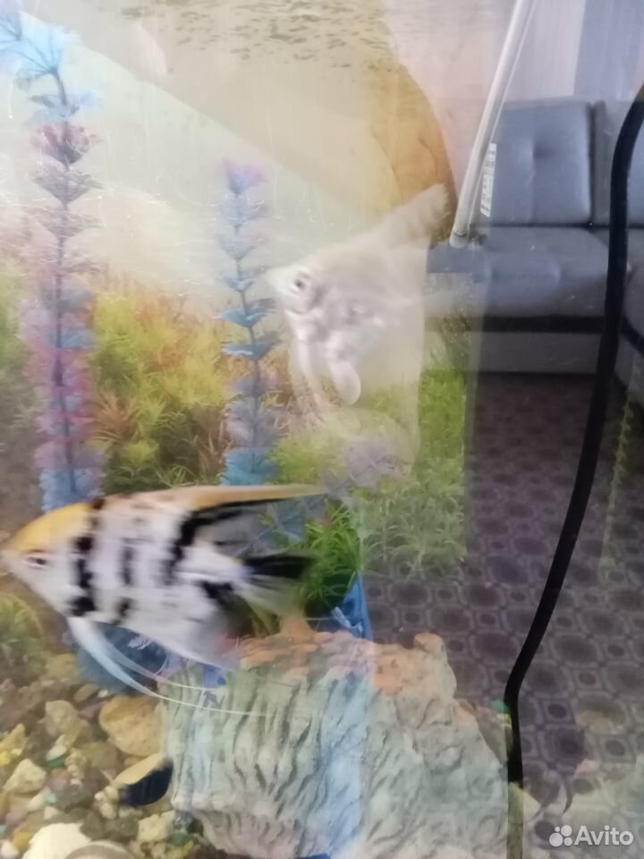 Аквариум с рыбками