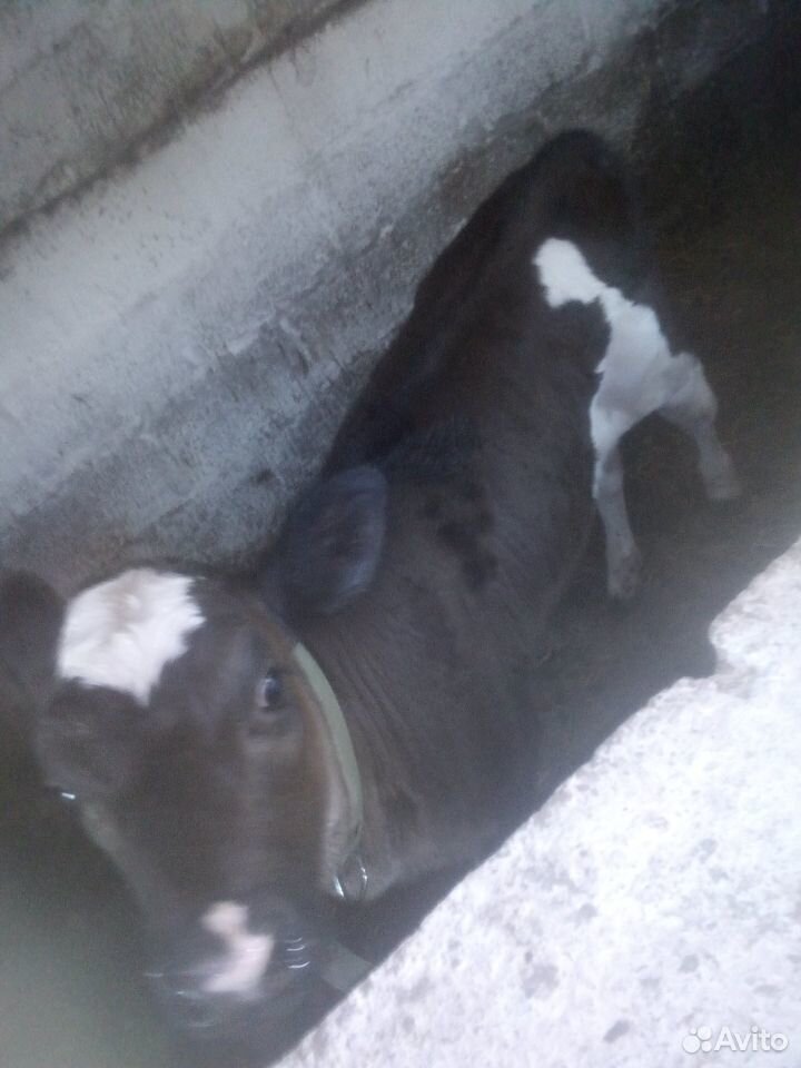 Телочка,коровы