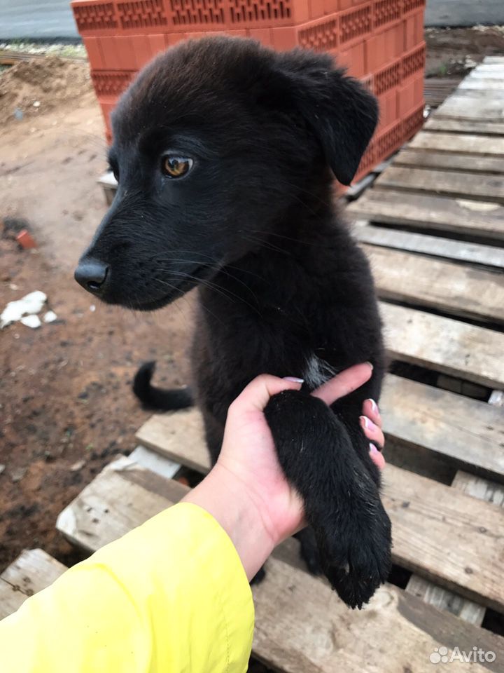 Щенок, щенки, собаки, собака, кабель, сука, в добр