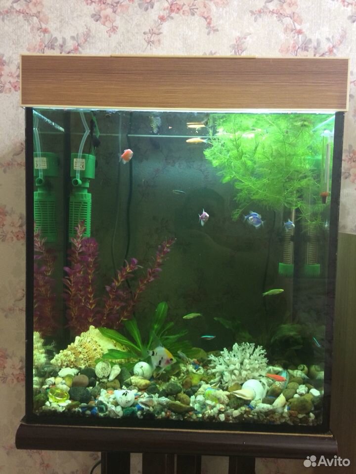 Аквариумные рыбки