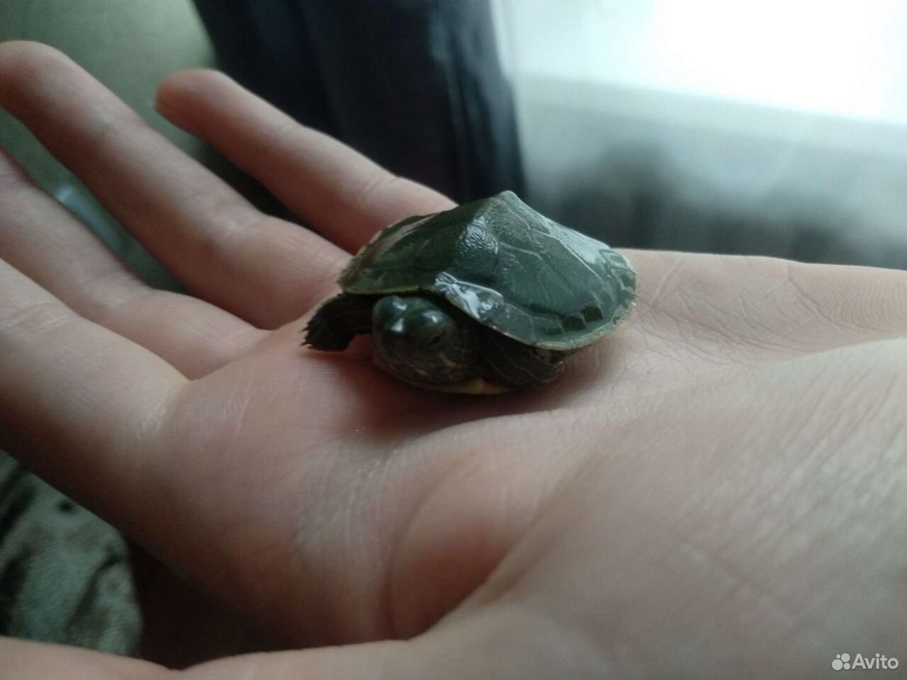 Черепаха(красноухая)