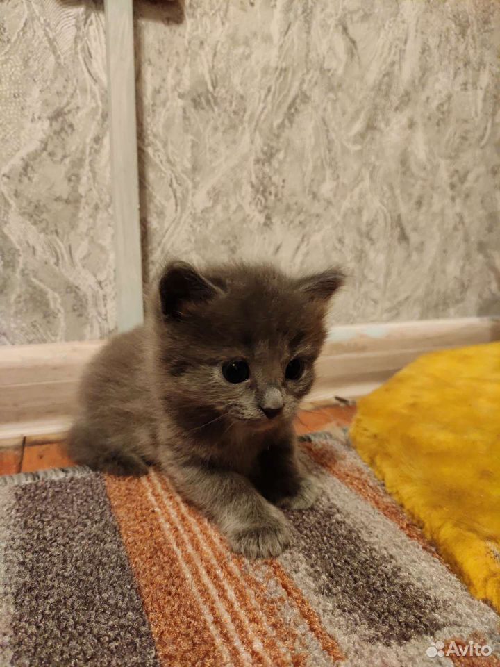 Котёнок русская голубая метис