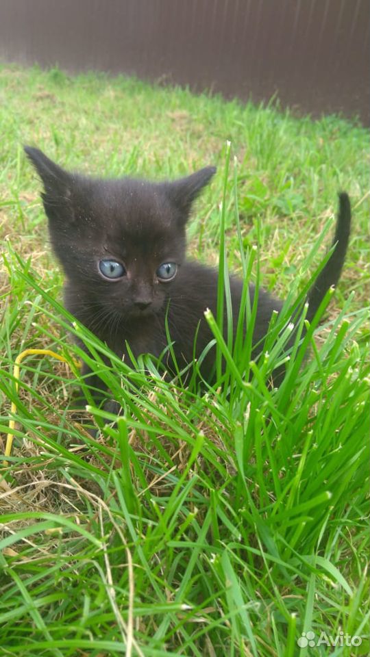 Котенок Квавар 1.5 мес. ищет семью