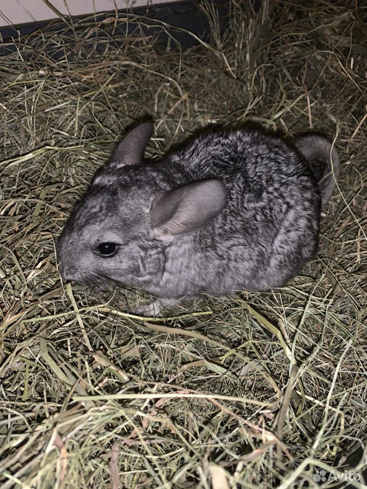 Шиншилла, шуши