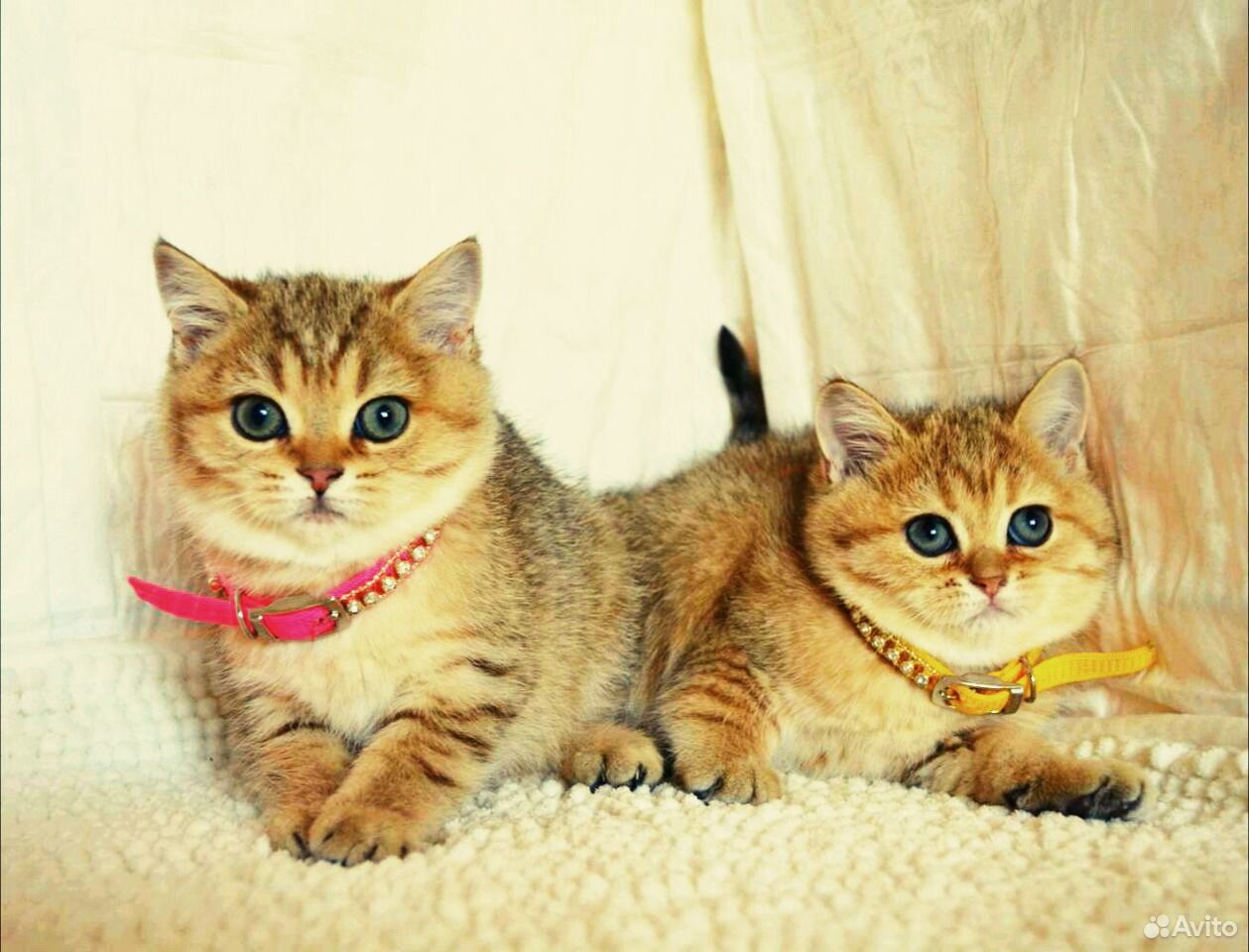 Золотые Тиккированные Шотландские Супер Котятки