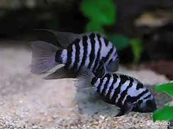 Отдам цихлид