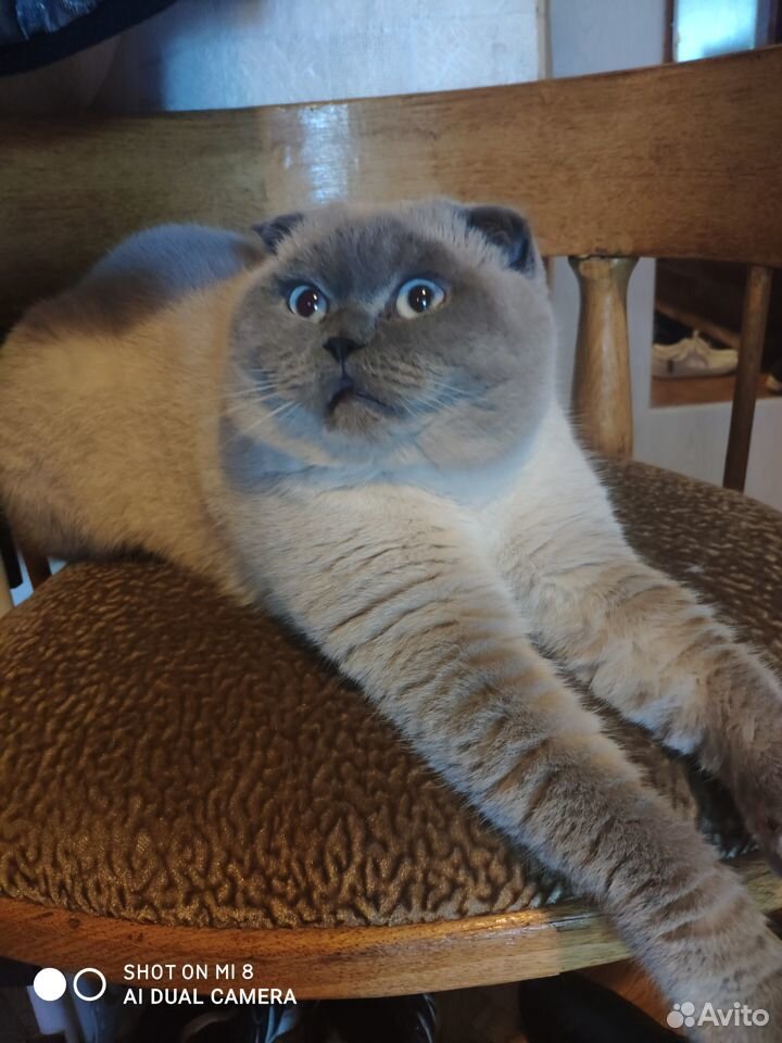 Шотландский кот вязка
