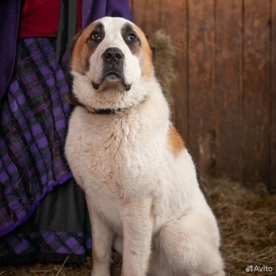 Продаётся кобель алабая, сао