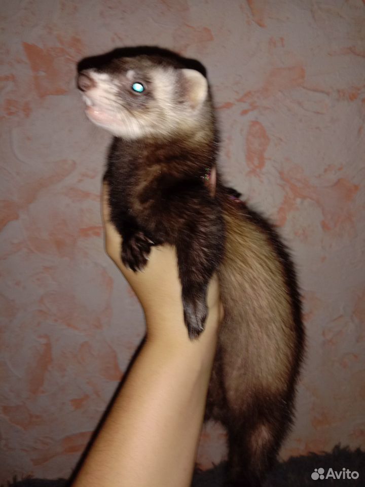 Хорек