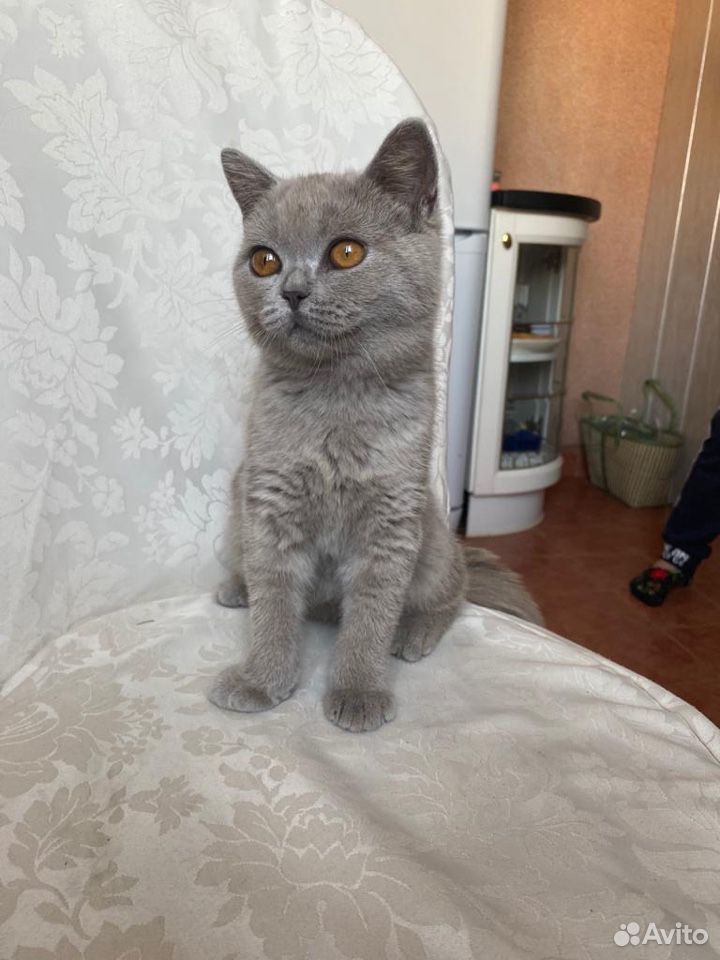 Британская кошка