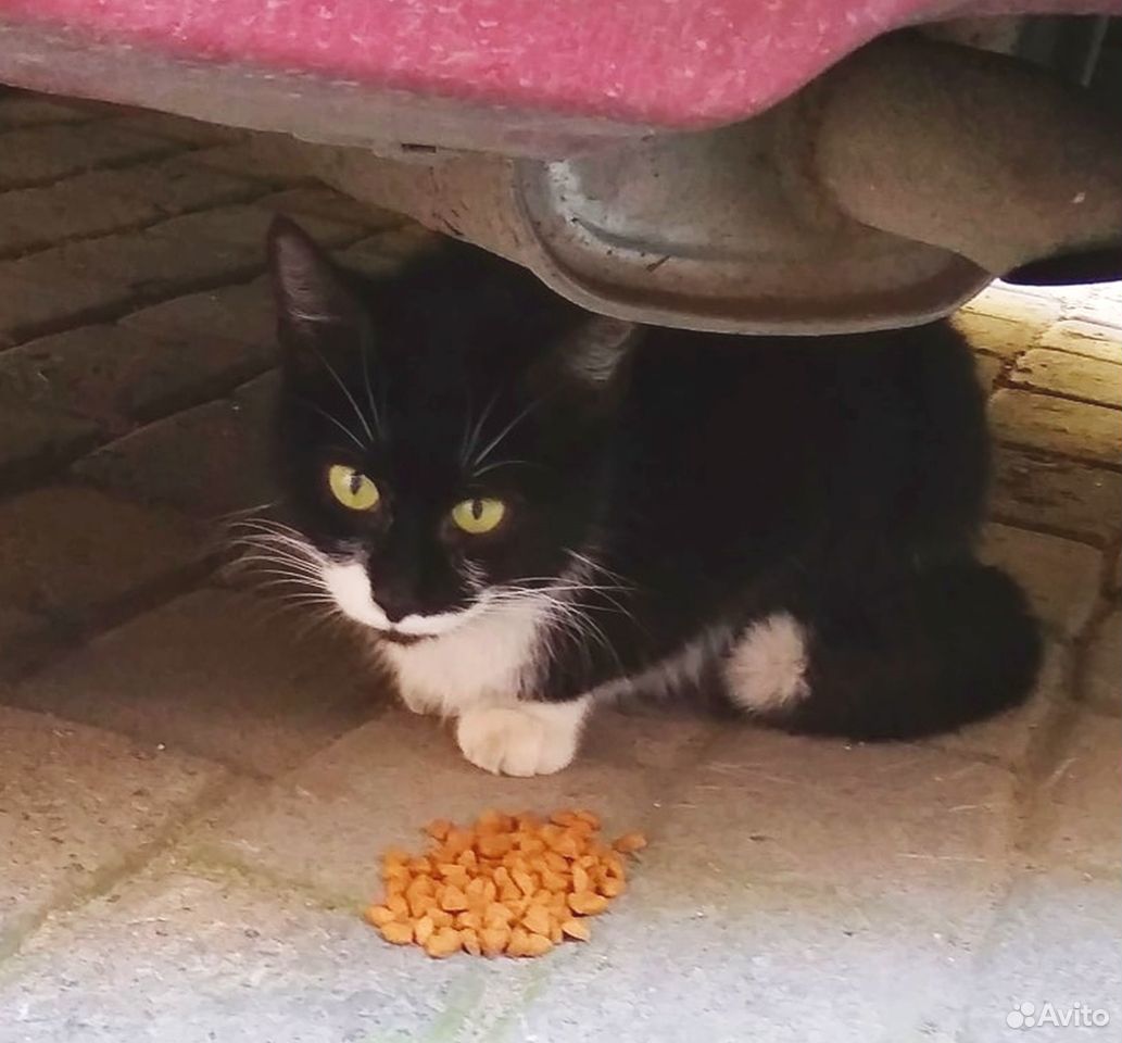 Искристая. ласковая кошечка, 1годик,стерилиз.Приют