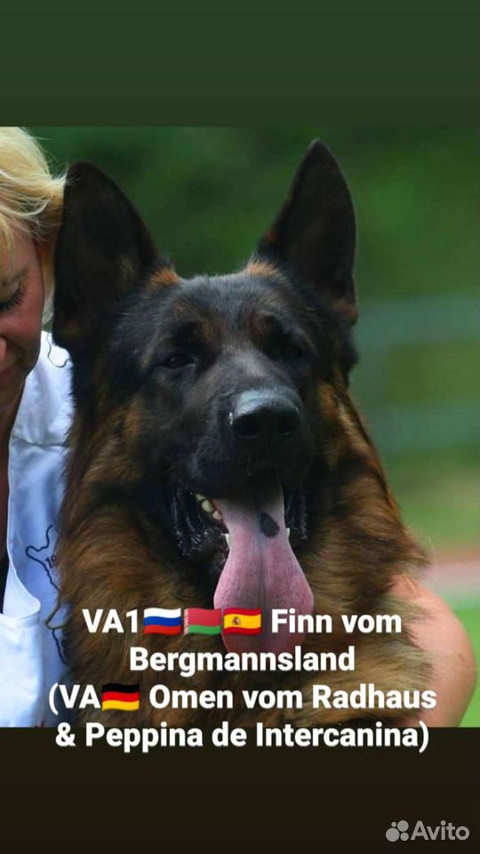 Щенки немецкой овчарки от лучшего производителя