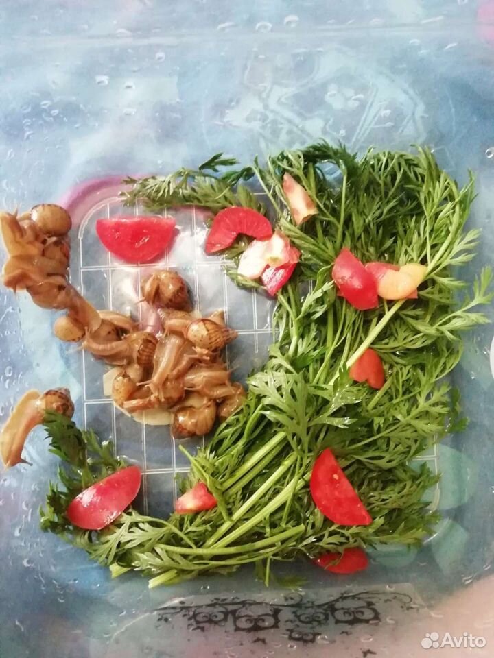 Улитки ахатин