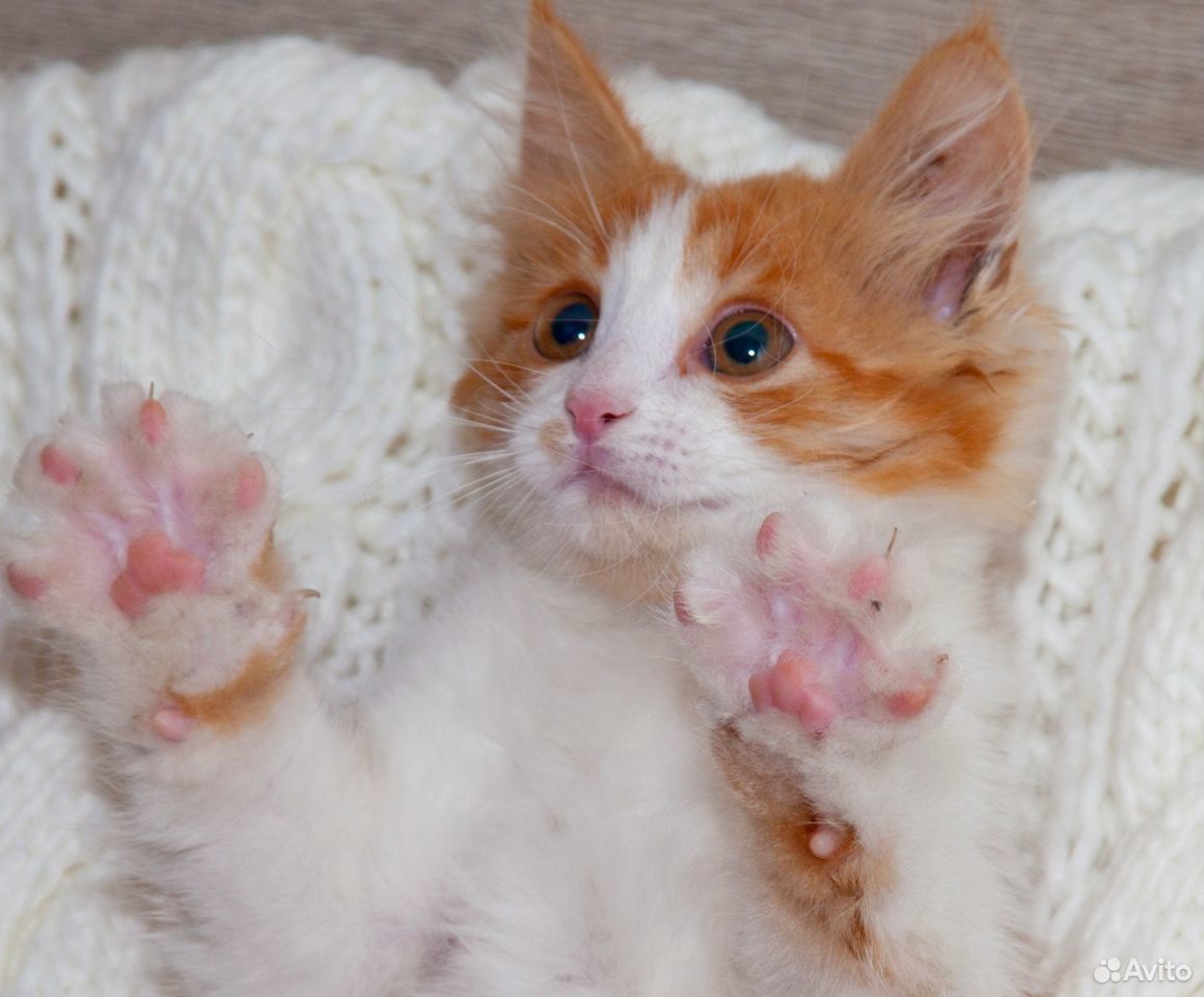 Котята рыжики