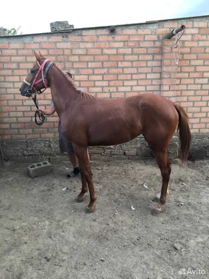 Жеребец и кобыла