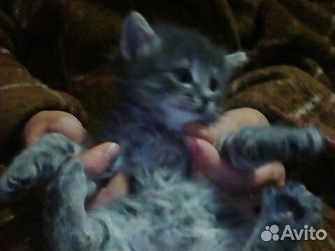 Милашки девчонки