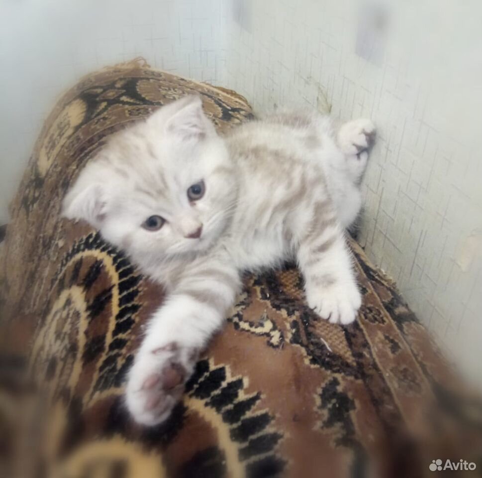 Котята британцы 2 месяца