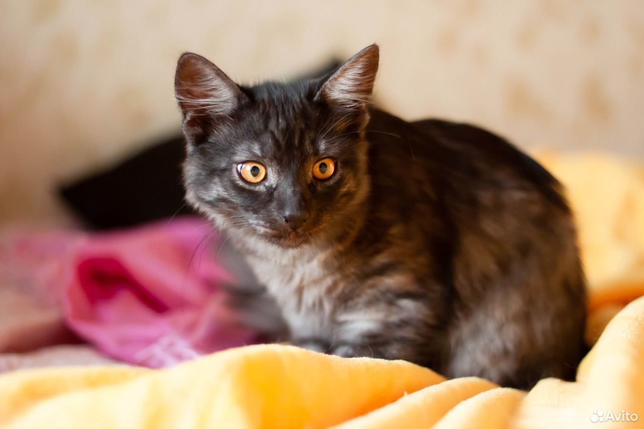 Котёнок Ричард, 5 мес