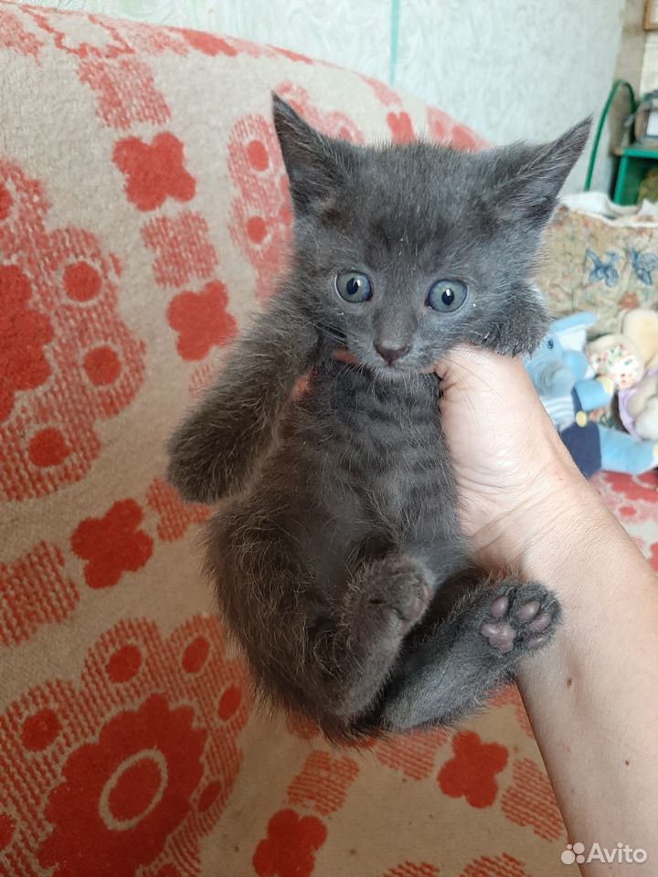 Чудные котята - в добрые ручки