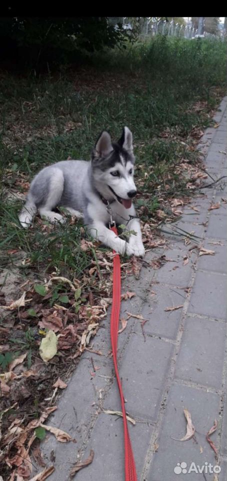 Собака