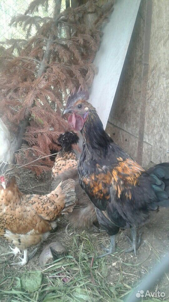 Петух редкой породы