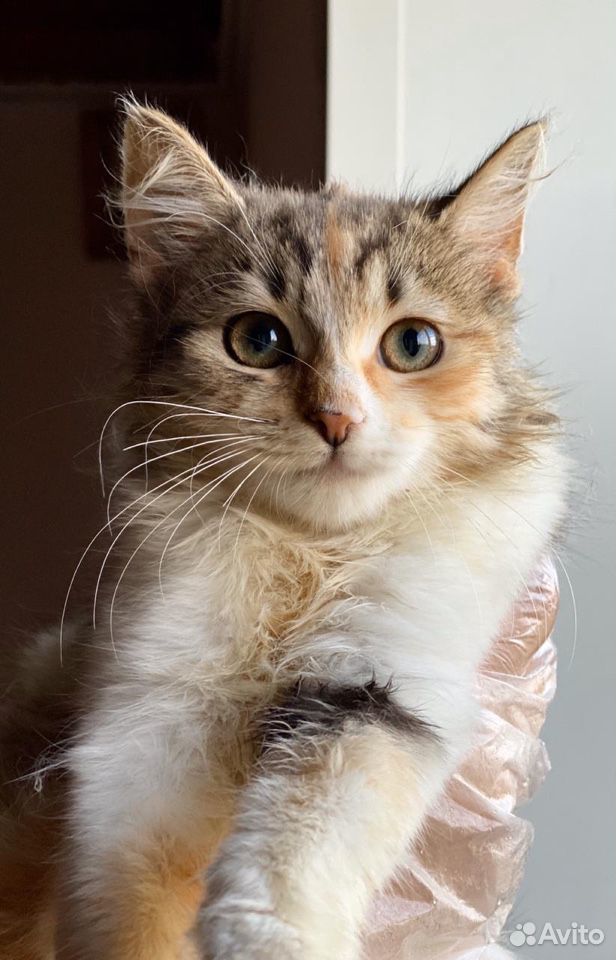Шикарный котёнок Симона ищет дом