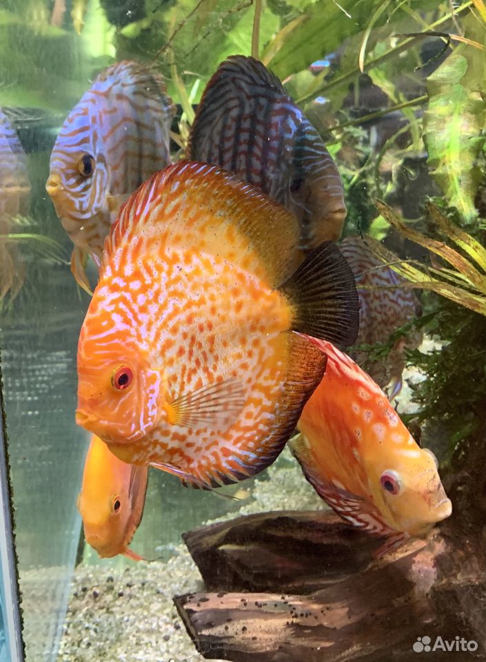 Дискусы 13-17 см