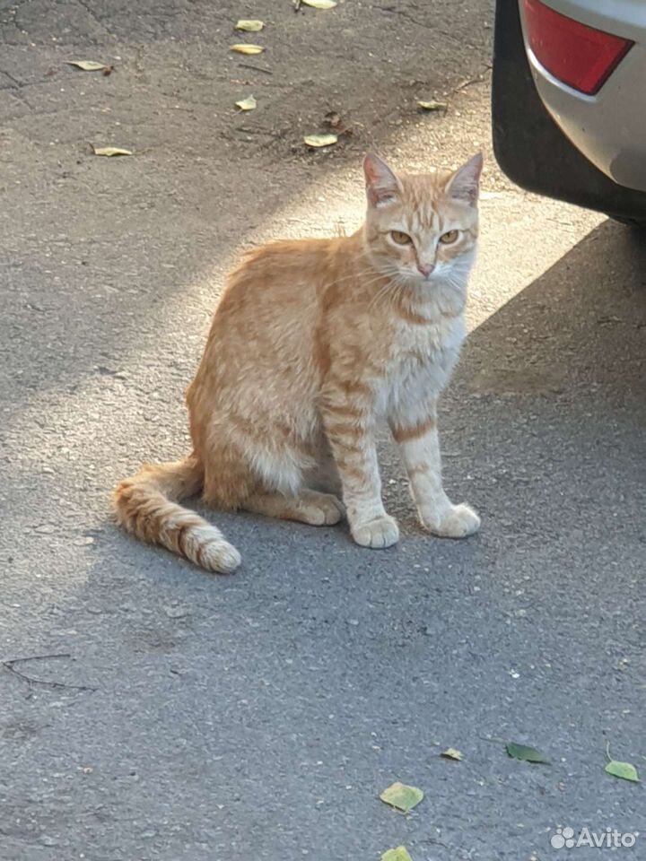 Рыжая кошка подросток в добрые руки