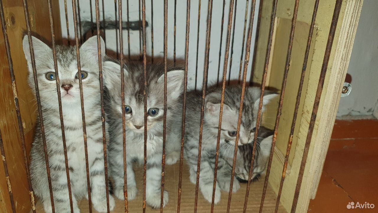 Отдам котят в хорошие руки