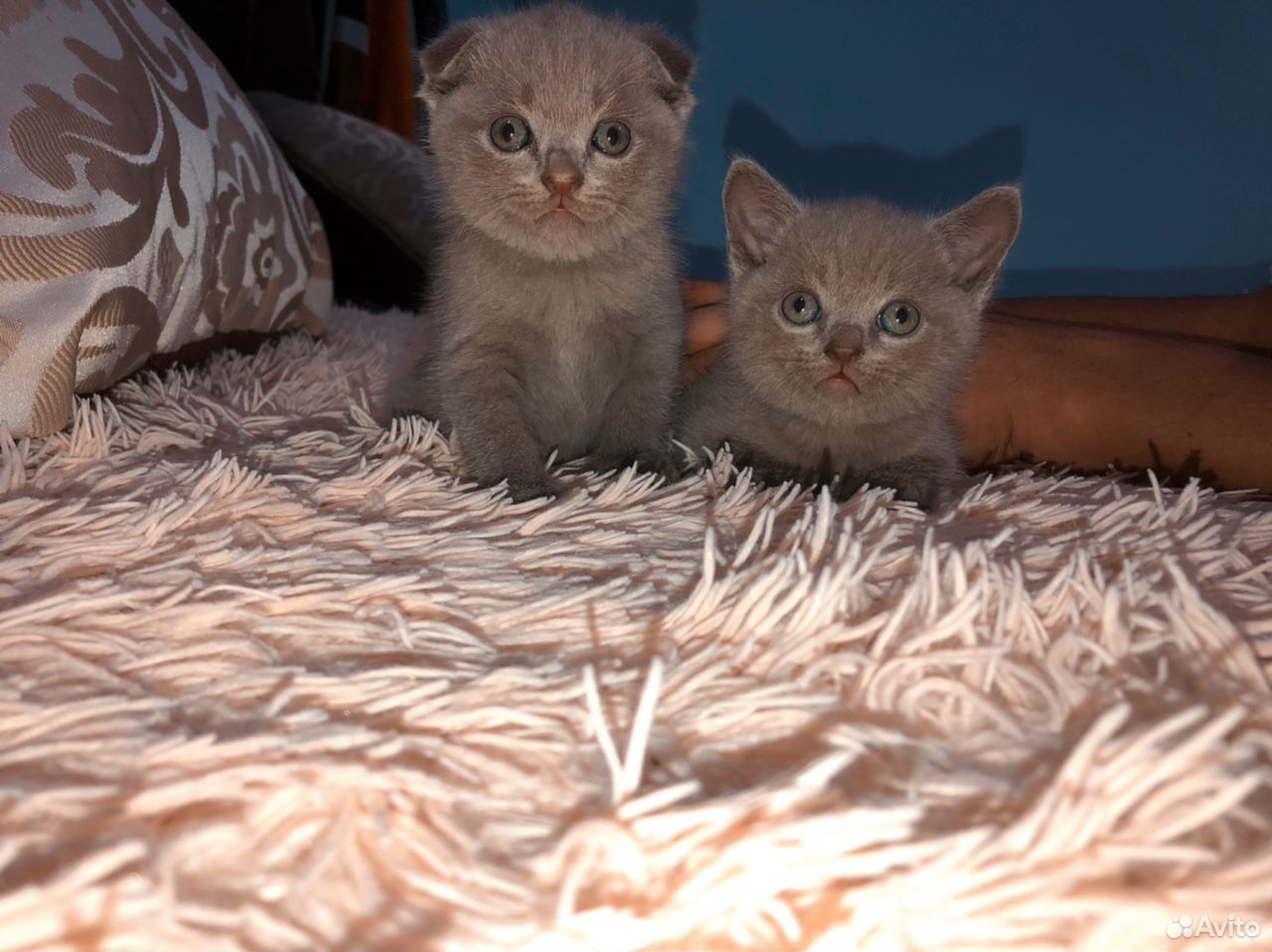 Шотландская вислоухая