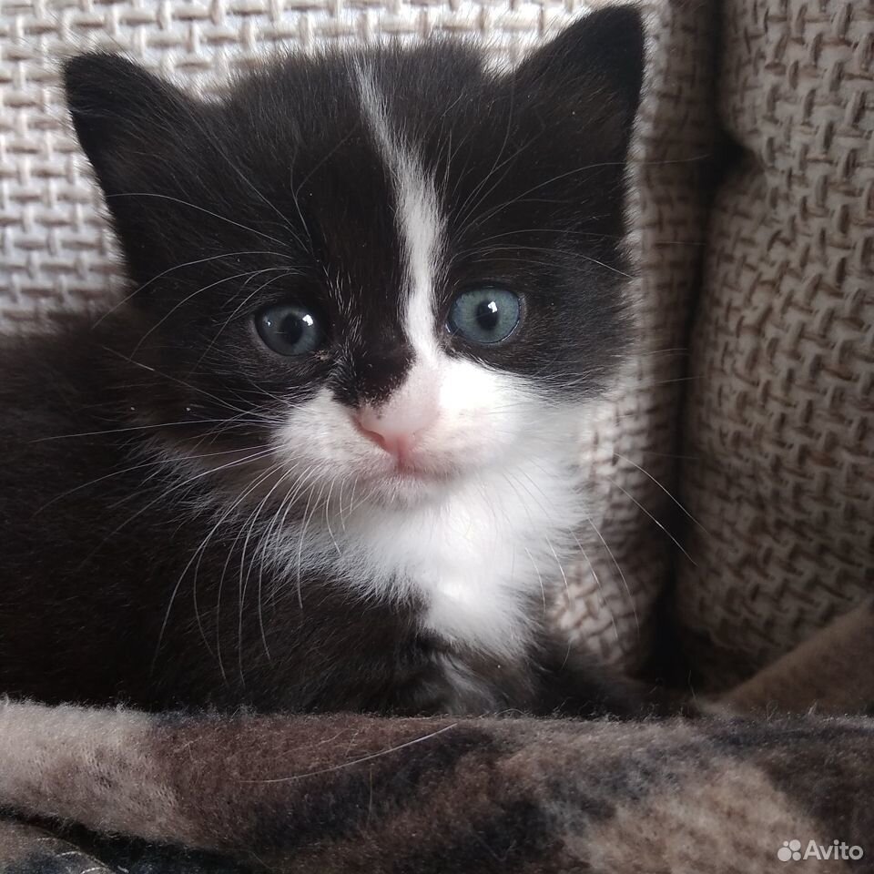 Котята