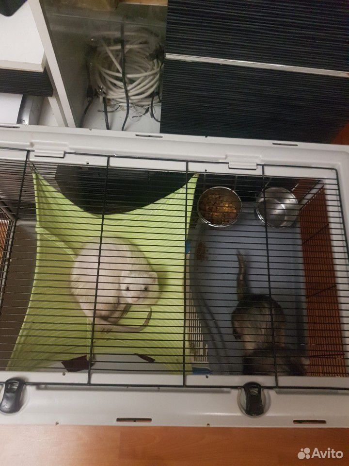 Хорьки
