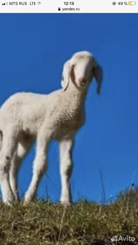 Продаётся овцематка