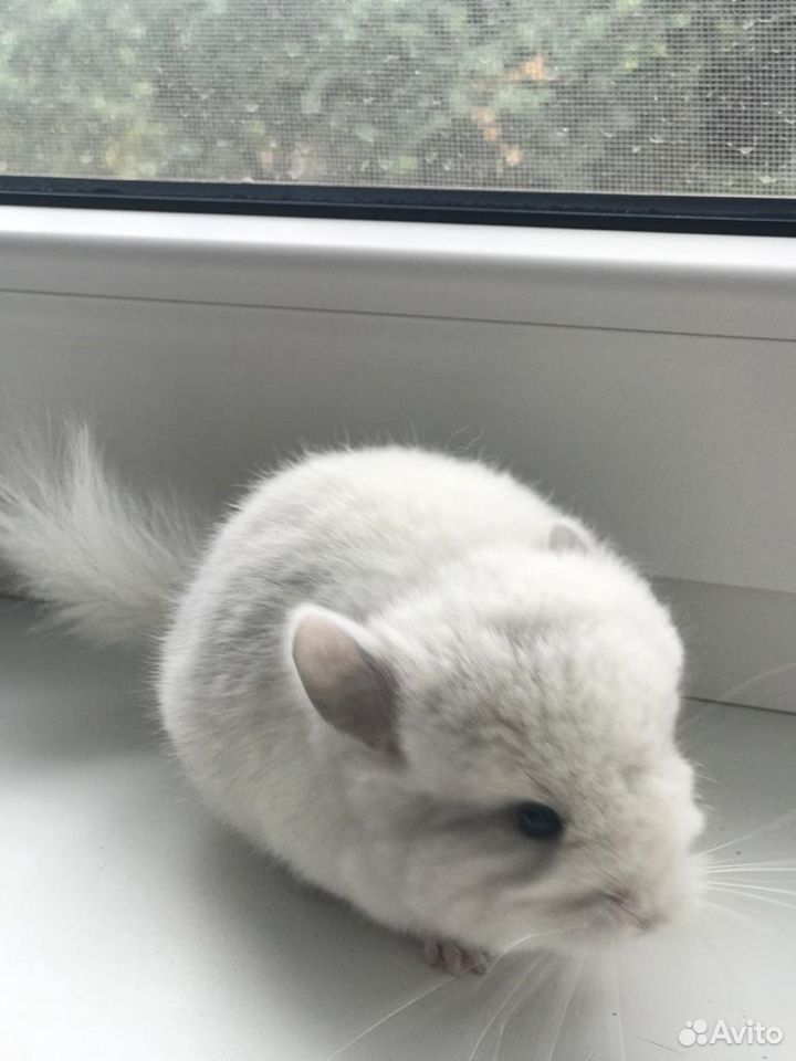 Шиншилла девочка белый Вильсон носитель эбони носи