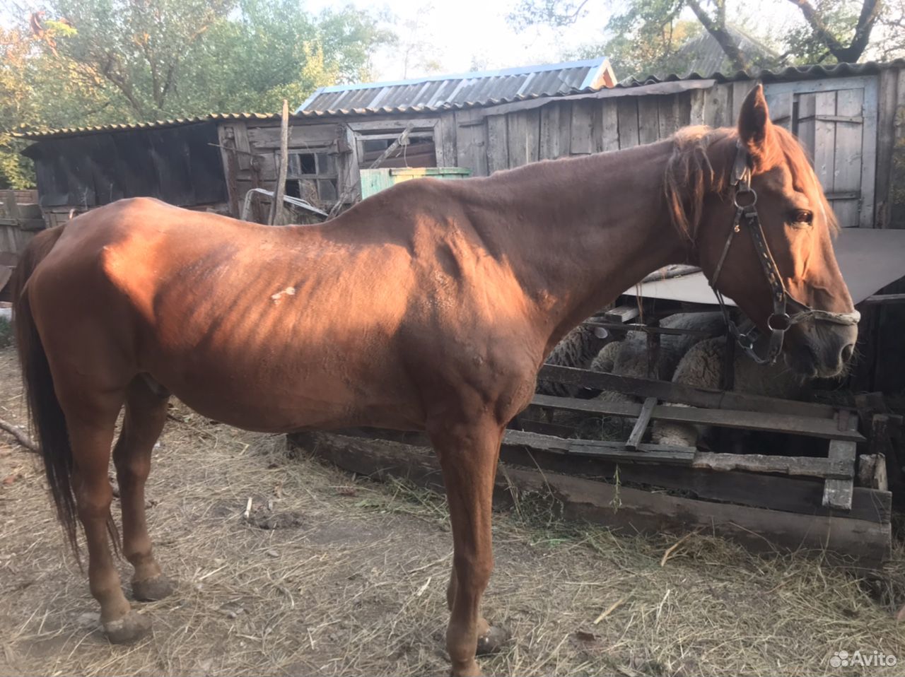 Продам коня