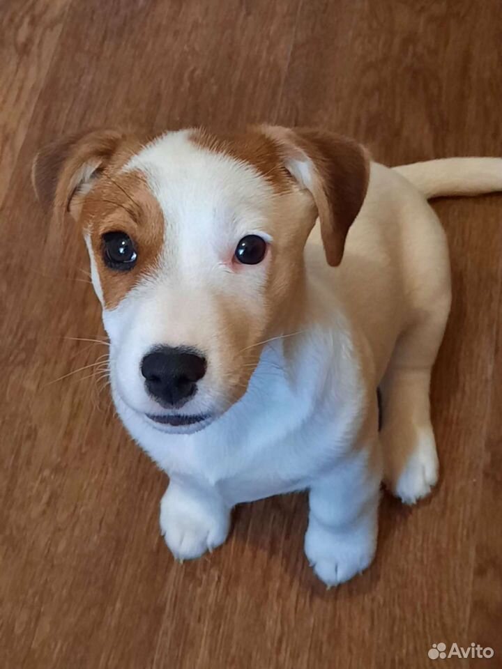 Джек Рассел терьер