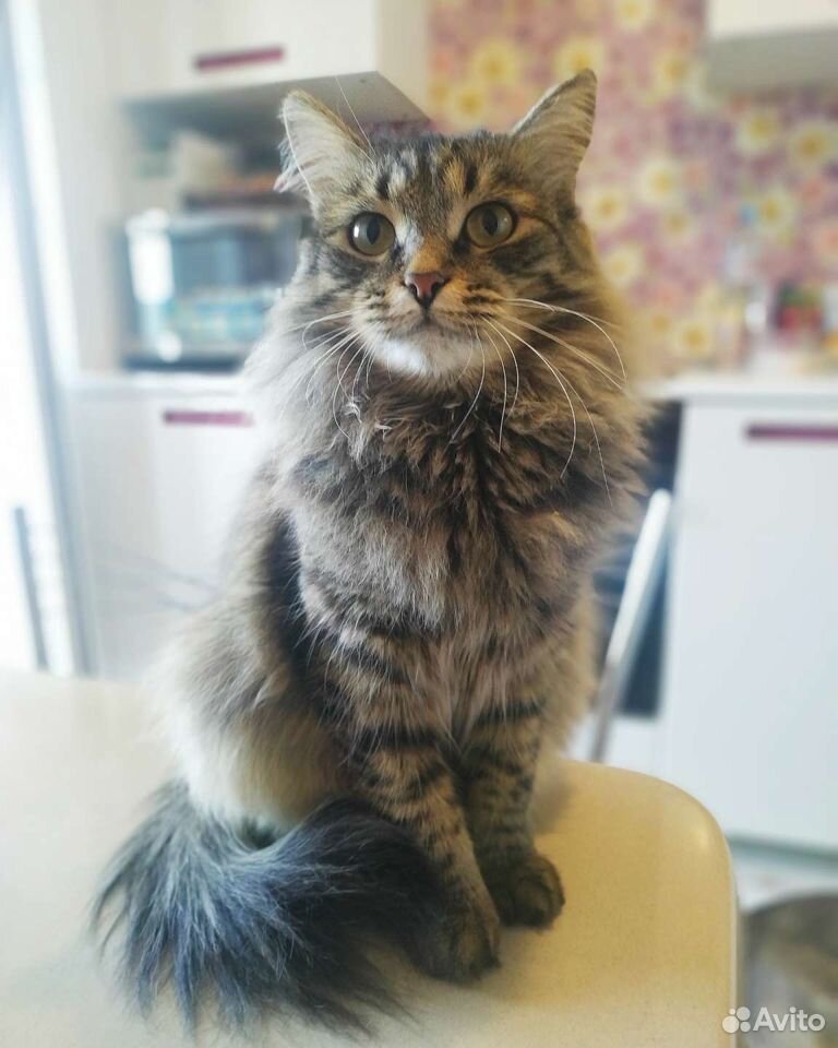 Кошка метис сибирской в дар