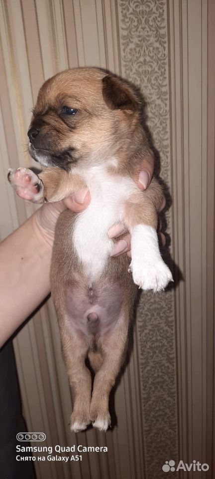 Продам щенка чихуахуа