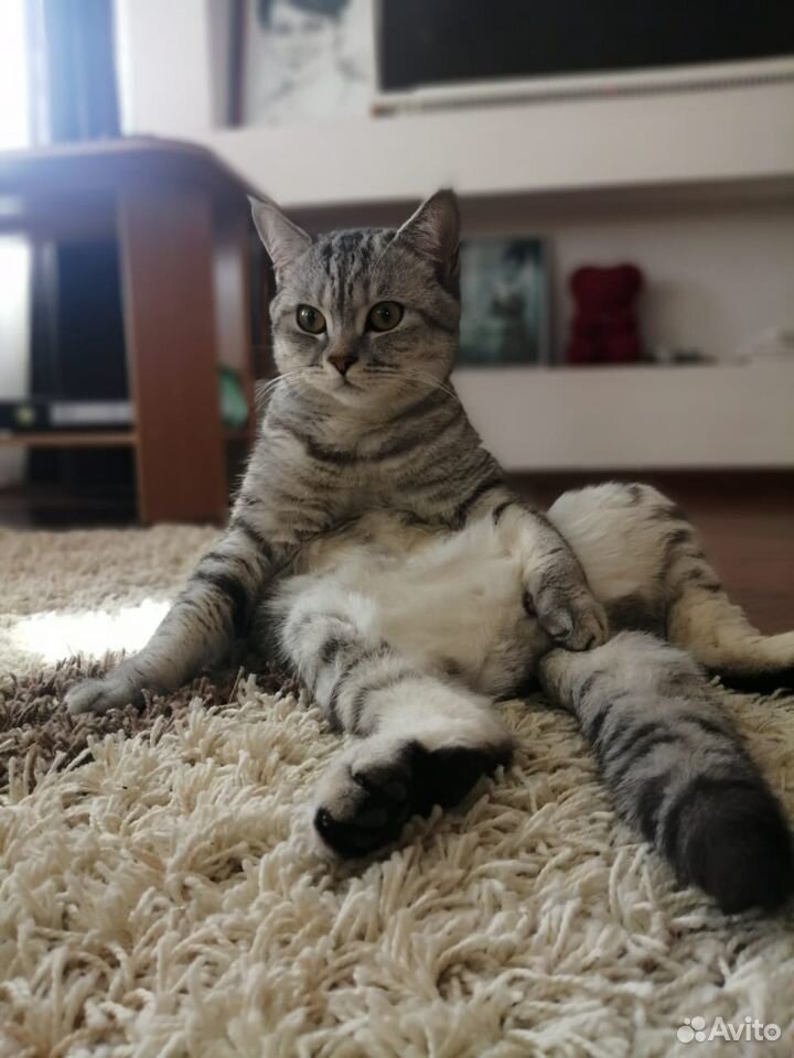 Кот для вязки