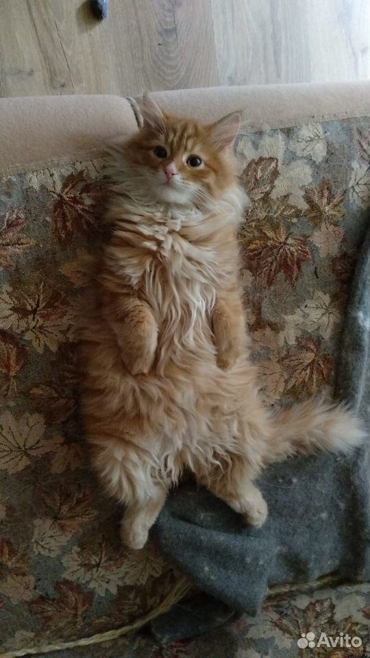 Сибирский котёнок