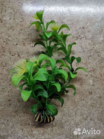 Трава аквариумная