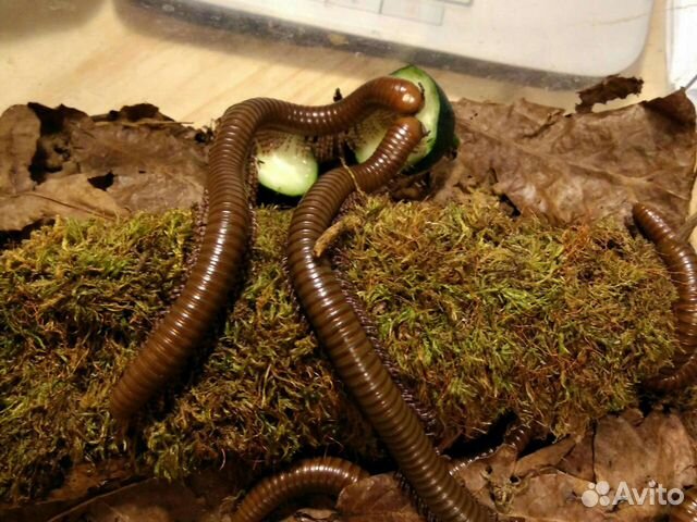 Оливковые кивсяки