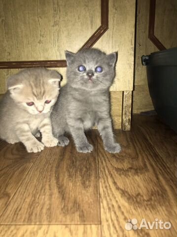 Британские котята