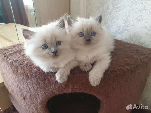 Невские Маскарадные Котята