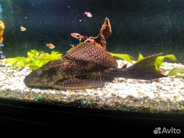 Анциструс 30 см