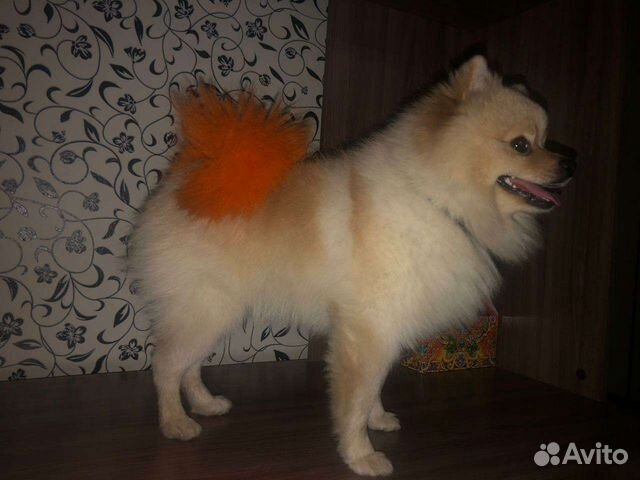 Немецкий шпиц вязка