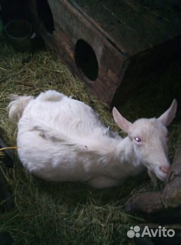Коза скотная (примерно окотится 7 Февраля)