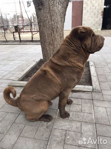 Шарпей вязка (кобель)