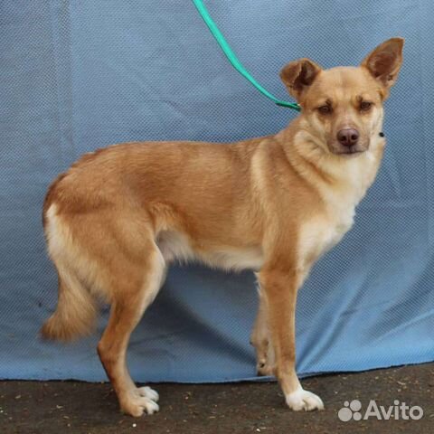 Пес Тяпа ищет дом