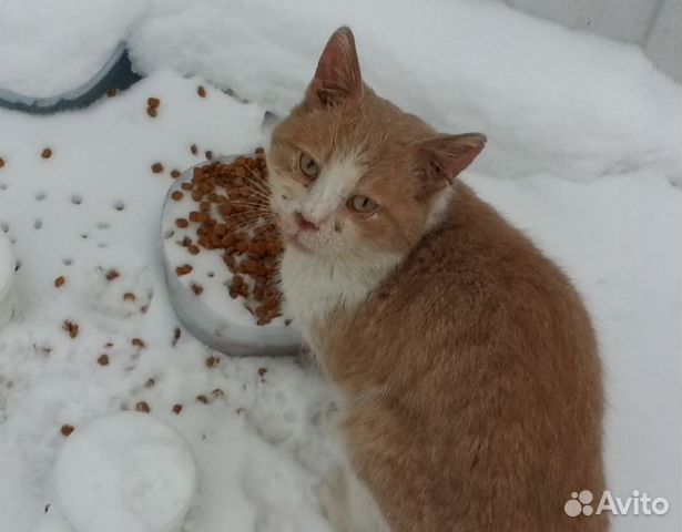 Побитый брошенный котик ищет спасение, подарижизнь